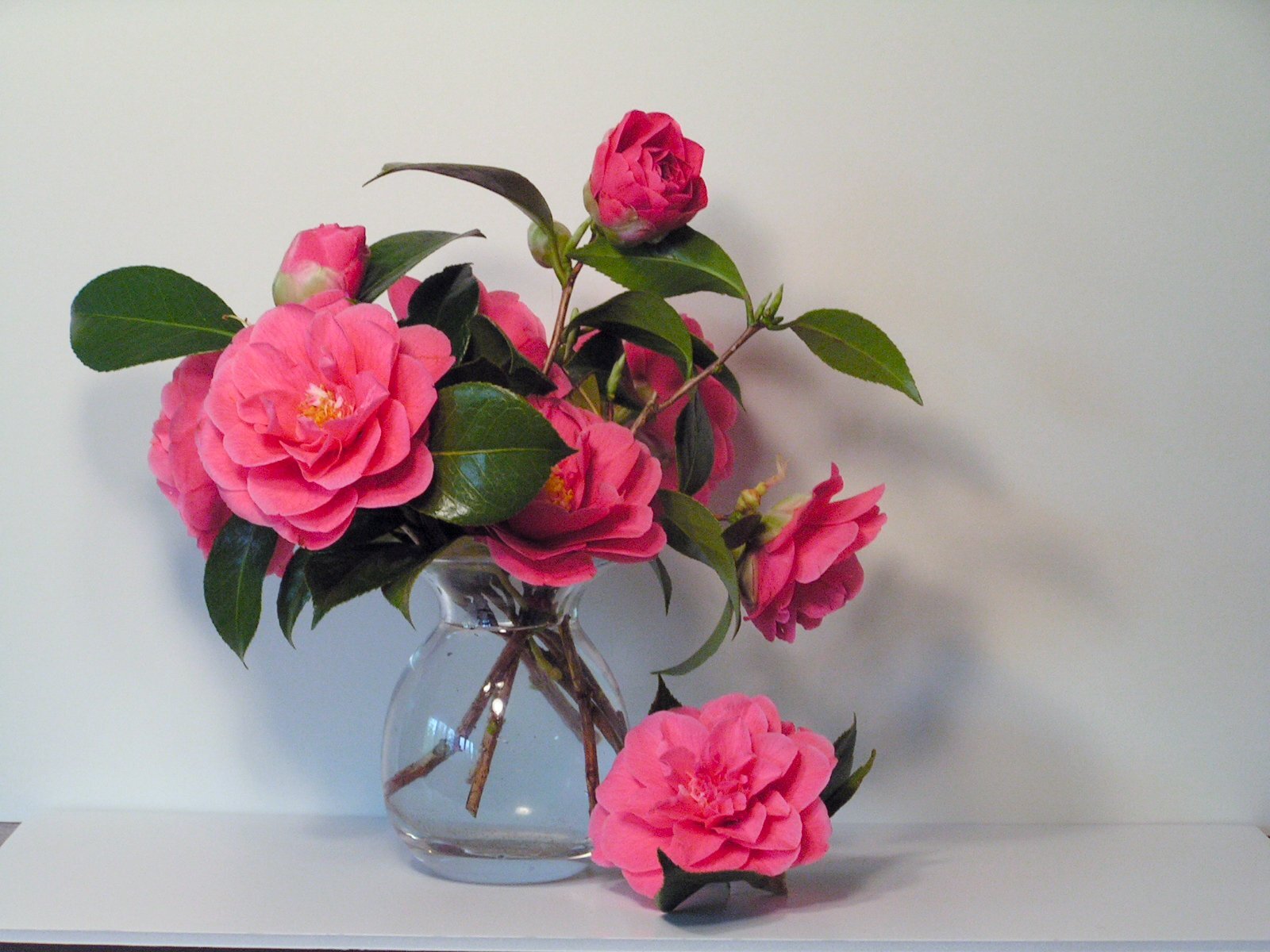 Flower References - Michele Clamp Art