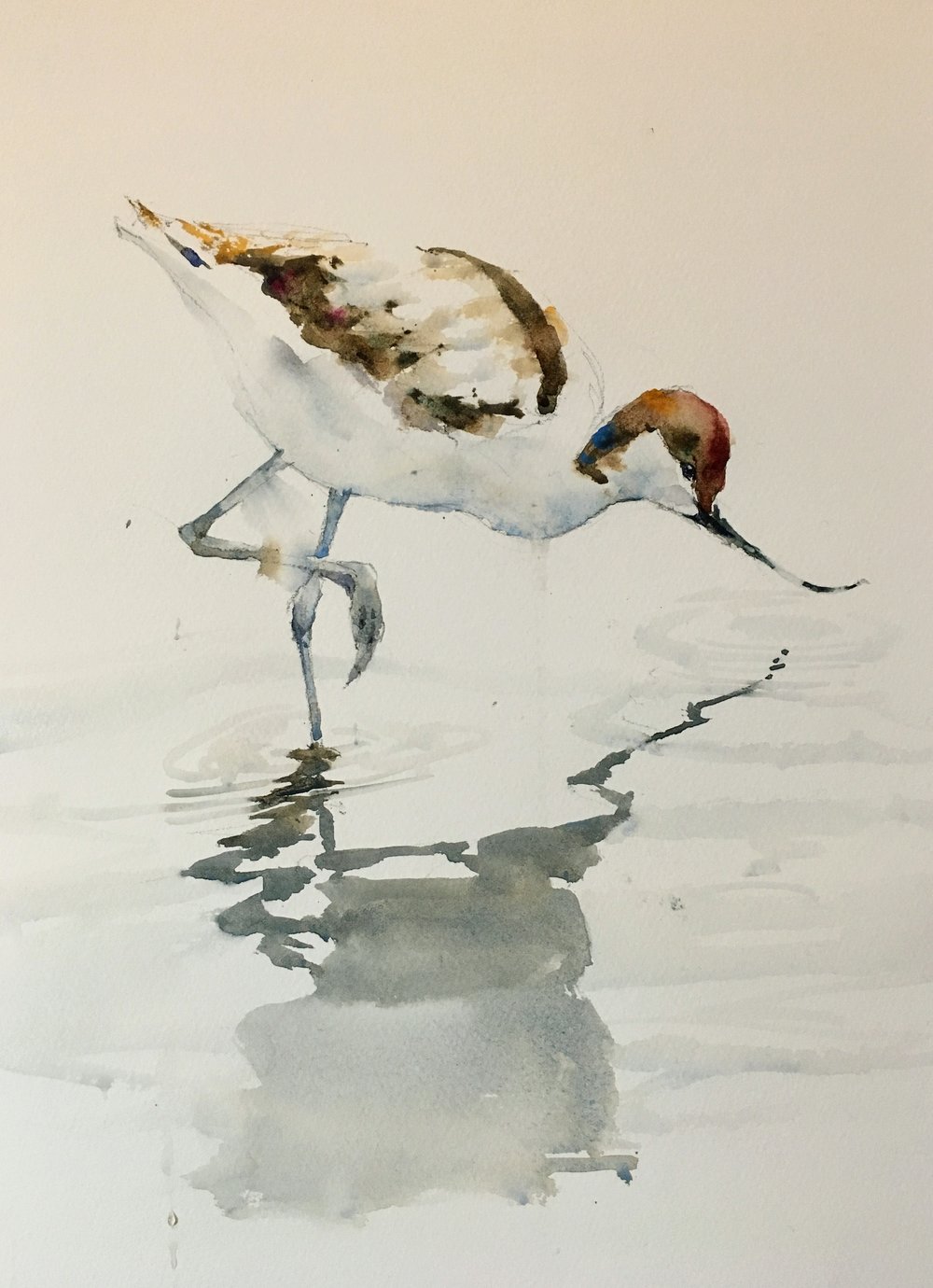Avocet Original Watercolor Painting - Michele Clamp Art